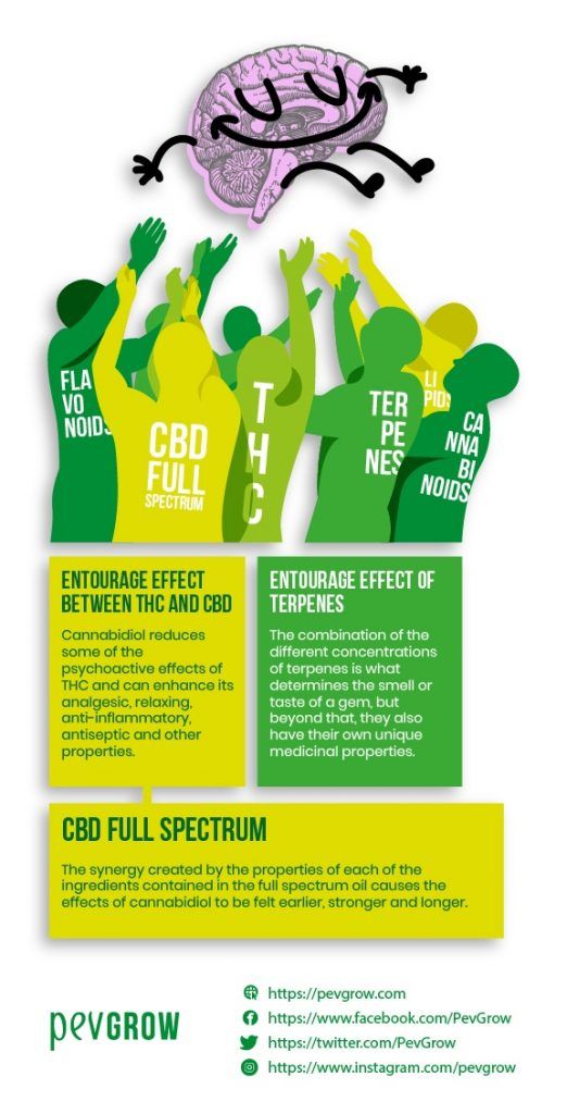 Marijuana Entourage Effect What is it and what does it cause us?