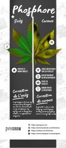 Manque, Excès ou Blocage de Phosphore dans le Cannabis