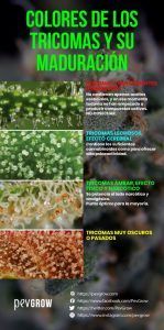 Tricomas de la Marihuana - Fotos y Datos de Maduración - Pevgrow