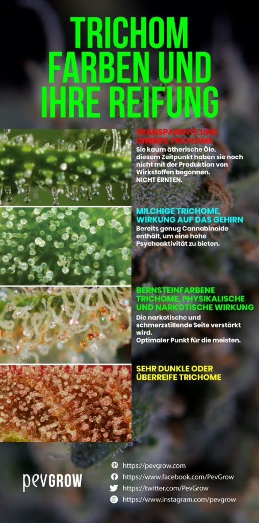 Marihuana-Trichome - Fotos und Fakten zur Reifung - Pevgrow