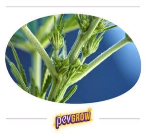 Marijuana Flowering [Week 1 and 2] Pre-flowering - Pevgrow