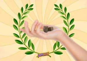 Types de haschisch, meilleurs concentrés de cannabis au monde