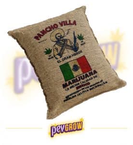 The Yerba that Changed the History of Cannabis | PEV