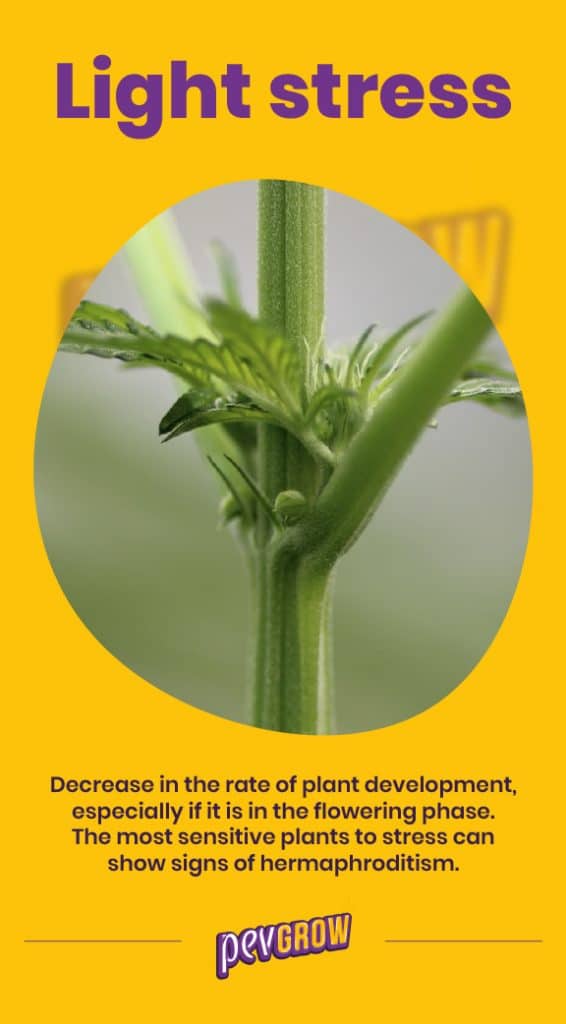 Stress in Marijuana Plants (Various Types) - Pevgrow