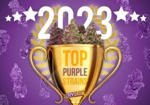 Top Purple Strains 2023 - The Best Purple Marijuana | PEV