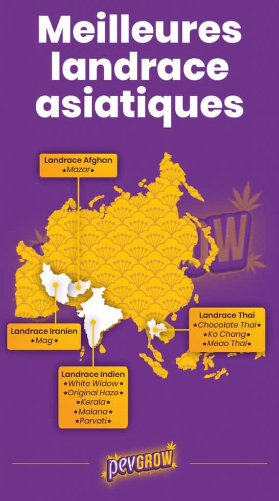 Landrace - Les meilleures variétés de cannabis pures | Pevgrow