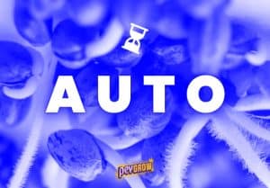 How to Germinate Autoflowering Marijuana Seeds | Pevgrow