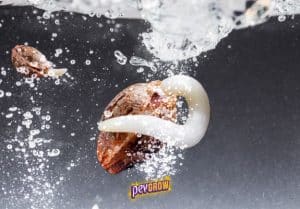 How to Germinate Marijuana Seeds in Water | Pevgrow