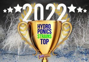 Best Cannabis Strains For Hydroponic Cultivation - PEV