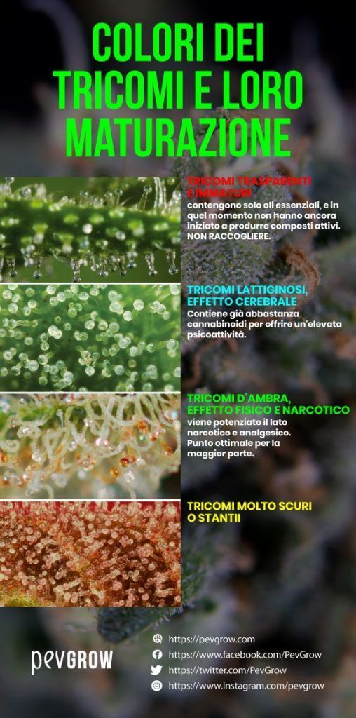 Marijuana Trichomes - Foto e dati di maturazione - Pevgrow