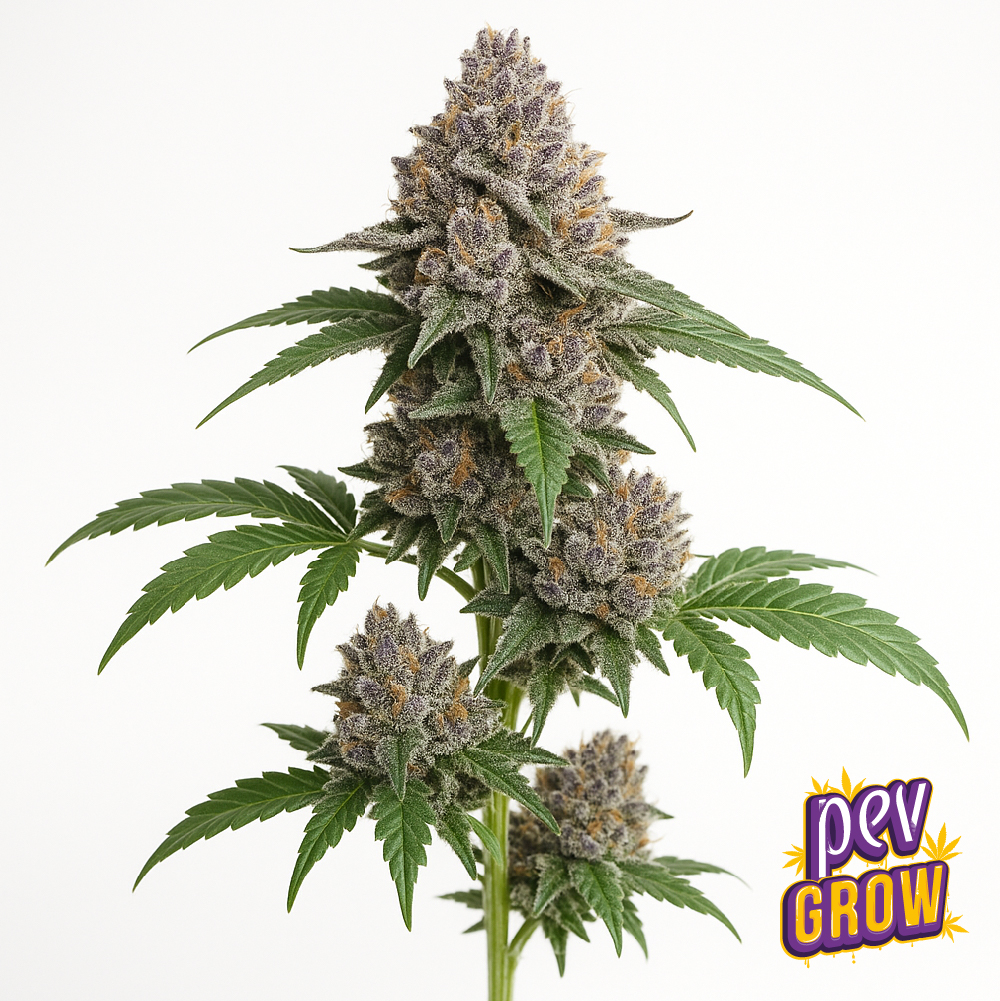 Graines Gastro Pop Féminisées | Arôme Fruité & Puissant