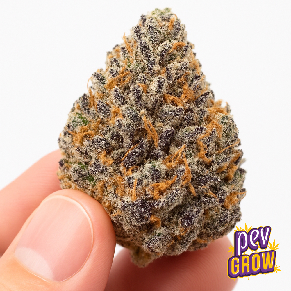 Gastro Pop Feminized Seeds | Buy Online at Pevgrow