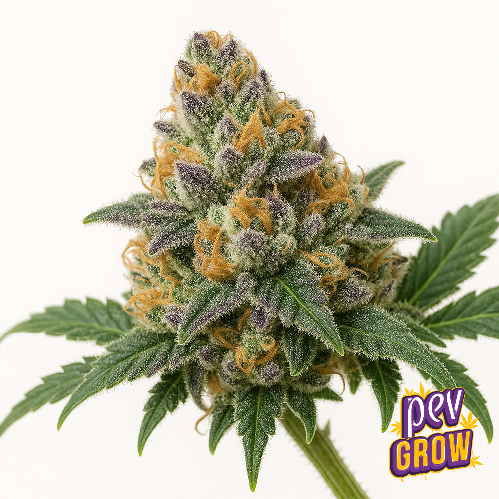 GovernMint Oasis Feminized Seeds | Pevgrow