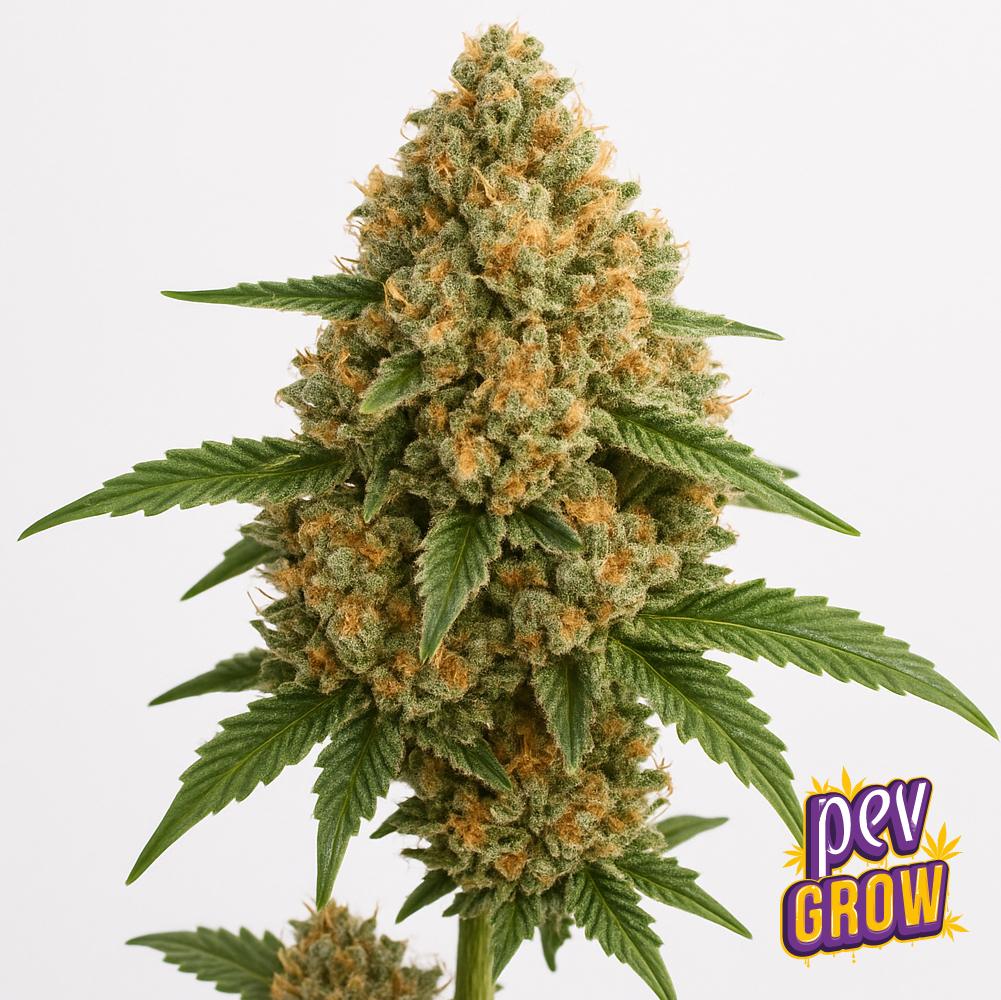 Hash Burger Feminized Seeds | Buy Online at Pevgrow