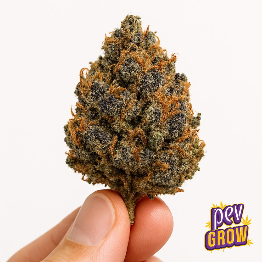 Mochi Strain Feminized Seeds: Sweet & Potent | Pevgrow