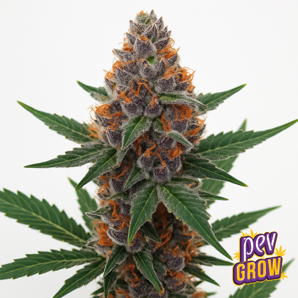 Red Velvet Strain Semilla Feminizada - Pevgrow